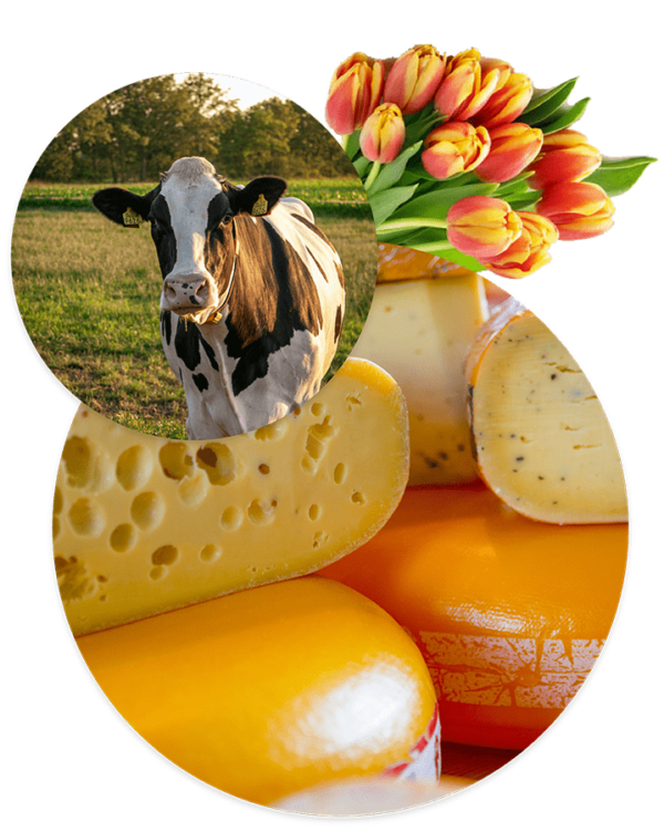 Vergeer Holland - Gouda-Cheese.com