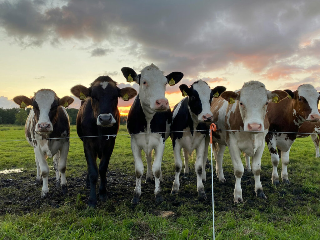 Melkvee en kaasboerderij Schep - Gouda-Cheese.com